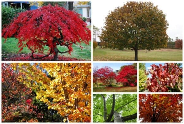 6 Edible & Native Nut Trees That Grow in Virginia