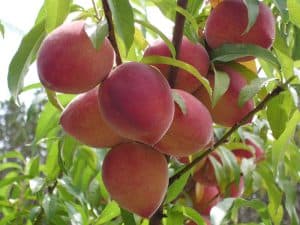 10 Delicious Fruit Trees in Virginia to Consider Planting