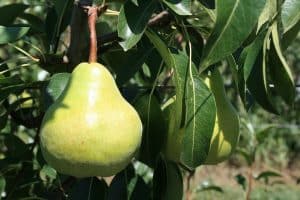 10 Delicious Fruit Trees in Virginia to Consider Planting