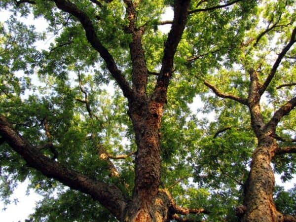 13 Popular Trees in North Texas That Will Thrive