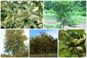 10 Delicious Fruit Trees in Virginia to Consider Planting