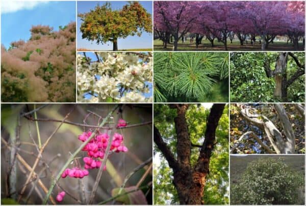 Which Birch Trees Will Grow Successfully in Texas?