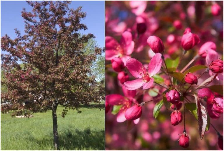 9 Stunning Flowering Trees in Virginia (Purple, White & Red)