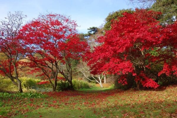 9 Stunning Maple Trees That Will Thrive in Virginia