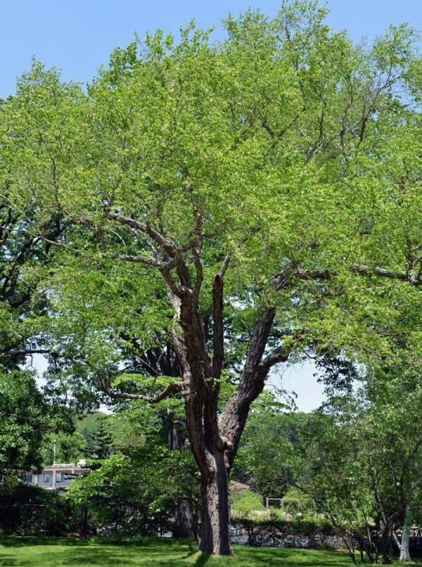 Which Birch Trees Will Grow Successfully in Texas?