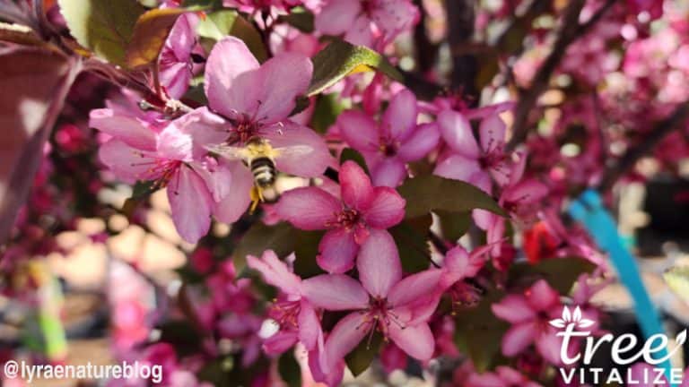 10 Delicious Fruit Trees in Virginia to Consider Planting