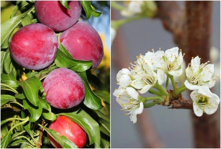 12 Central Texas Trees That Grow Well in This Landscape