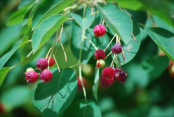 10 Delicious Fruit Trees in Virginia to Consider Planting