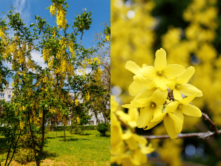 30 USDA Zone 2 Trees (Nut, Fruit, Flowering & Fast Growing)