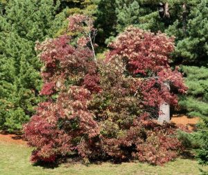 9 Stunning Flowering Trees in Virginia (Purple, White & Red)