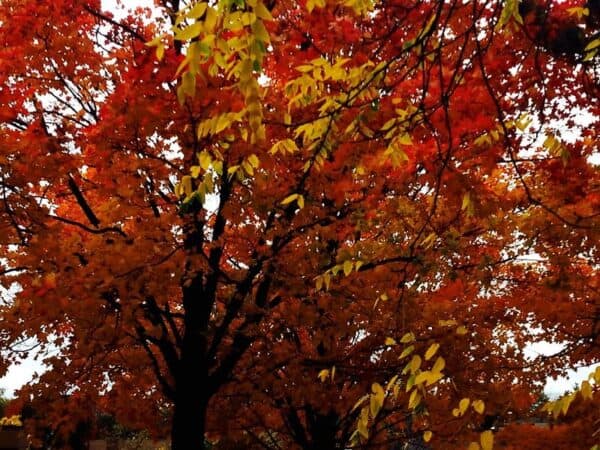 9 Stunning Maple Trees That Will Thrive in Virginia