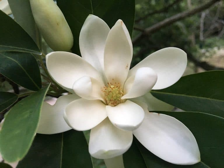 9 Stunning Flowering Trees in Virginia (Purple, White & Red)