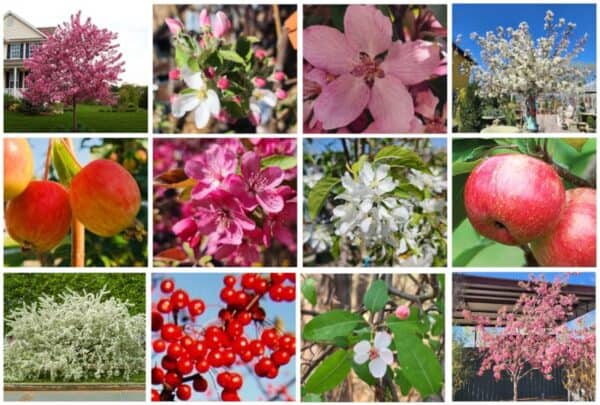 20 Different Types of Crabapple Trees & Identifying Features