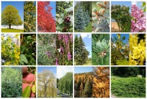 USDA Zone 2: Where is it? What to Plant? Tips to Success