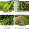 10 Different Types of Hemlock Trees & Identifying Features