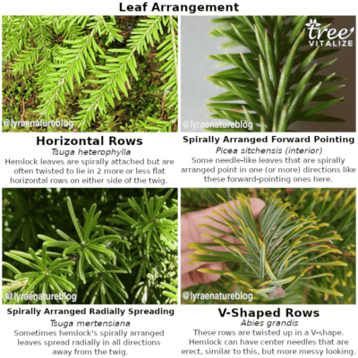 10 Different Types of Hemlock Trees & Identifying Features