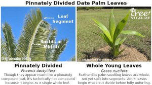 8 Different Types of Date Palms & Their Identifying Features