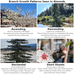 12 Different Types of Almond Trees & Identifying Features