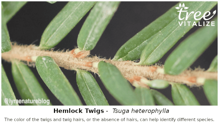 10 Different Types of Hemlock Trees & Identifying Features