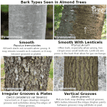 12 Different Types of Almond Trees & Identifying Features