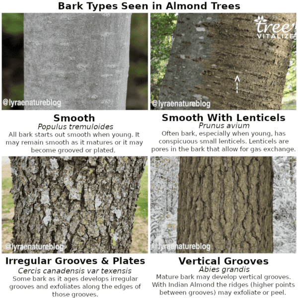 12 Different Types of Almond Trees & Identifying Features