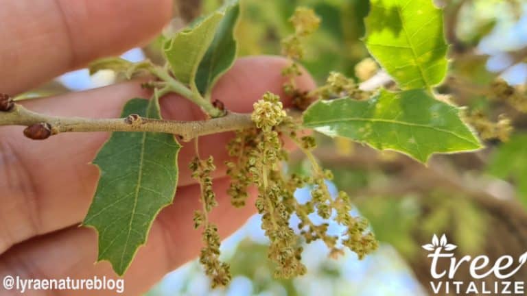 36 Different Types of Oak Trees & Their Identifying Features