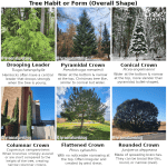 10 Different Types of Hemlock Trees & Identifying Features