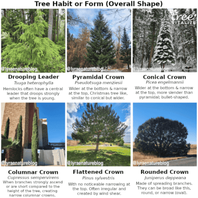 10 Different Types of Hemlock Trees & Identifying Features