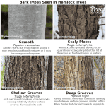 10 Different Types of Hemlock Trees & Identifying Features