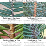 10 Different Types of Hemlock Trees & Identifying Features