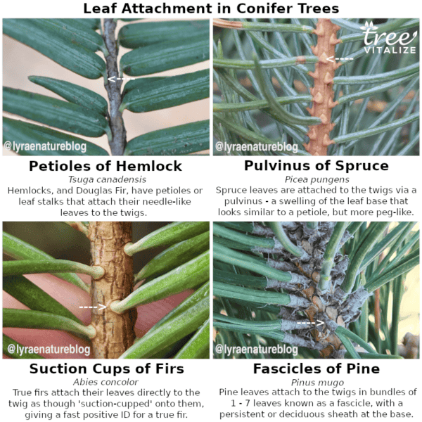 10 Different Types of Hemlock Trees & Identifying Features