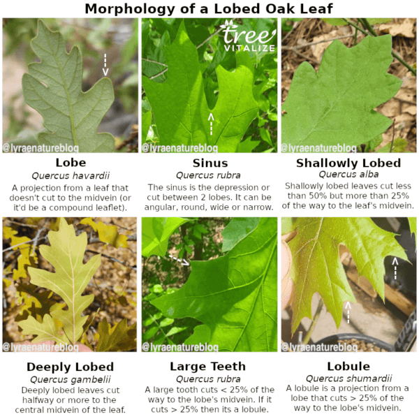 36 Different Types of Oak Trees & Their Identifying Features
