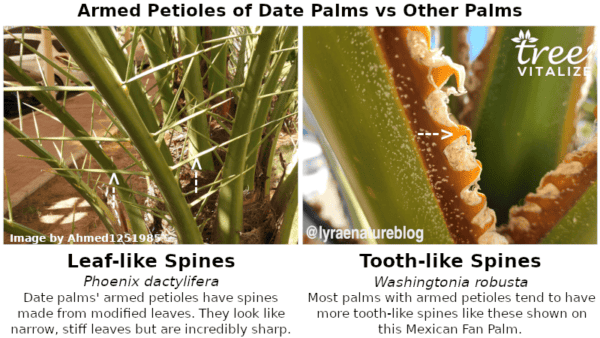 8 Different Types of Date Palms & Their Identifying Features