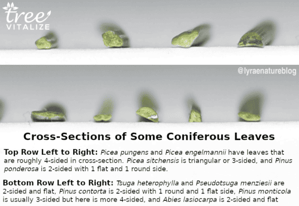 10 Different Types of Hemlock Trees & Identifying Features