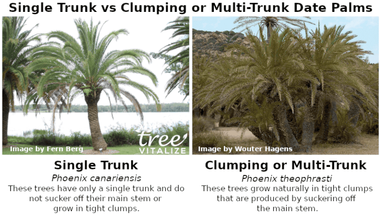 8 Different Types of Date Palms & Their Identifying Features