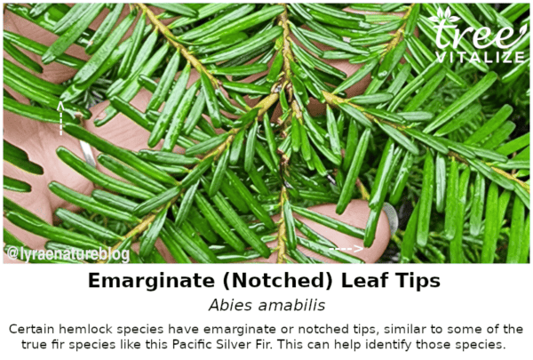 10 Different Types of Hemlock Trees & Identifying Features