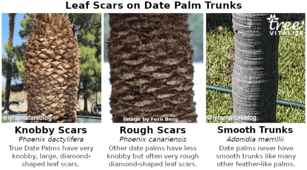 8 Different Types of Date Palms & Their Identifying Features