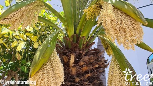 8 Different Types of Date Palms & Their Identifying Features