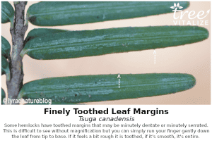 10 Different Types of Hemlock Trees & Identifying Features