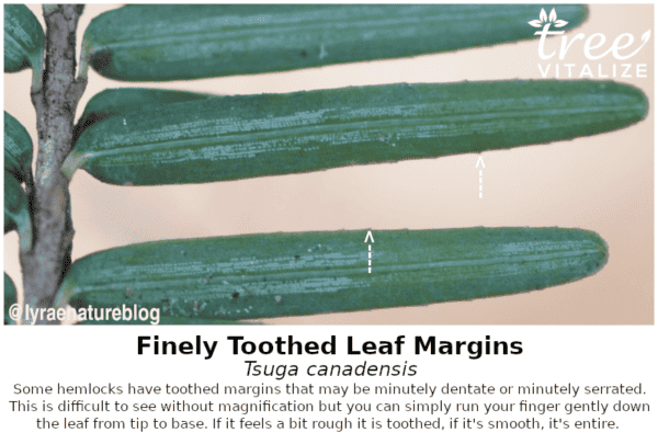 10 Different Types of Hemlock Trees & Identifying Features