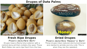 8 Different Types of Date Palms & Their Identifying Features