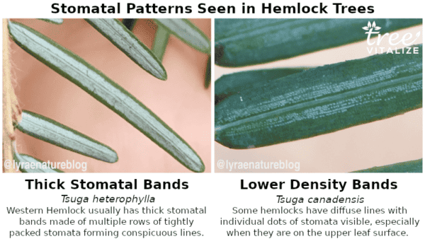 10 Different Types of Hemlock Trees & Identifying Features