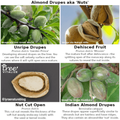 12 Different Types of Almond Trees & Identifying Features