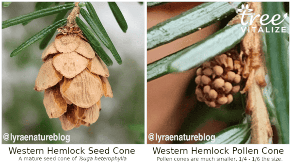 10 Different Types of Hemlock Trees & Identifying Features