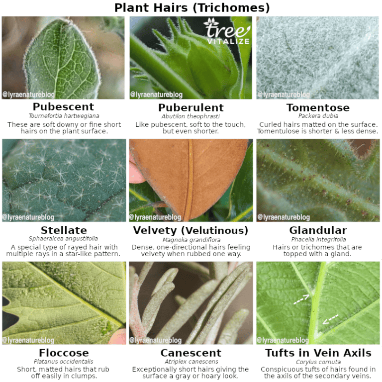 36 Different Types of Oak Trees & Their Identifying Features