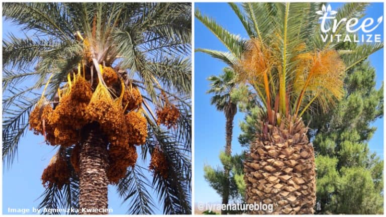 8 Different Types of Date Palms & Their Identifying Features