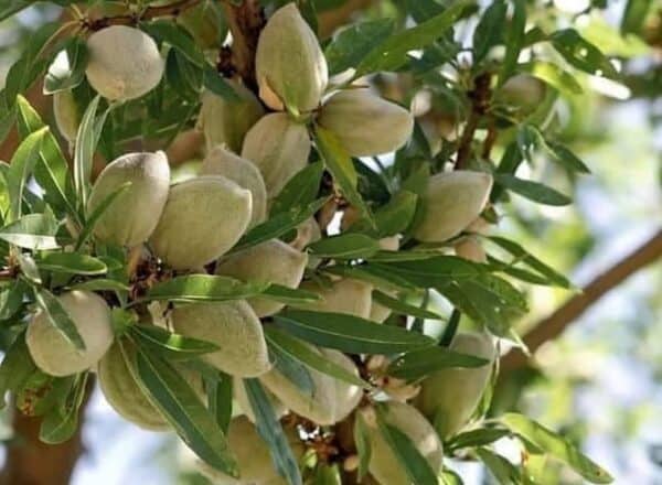 12 Different Types of Almond Trees & Identifying Features