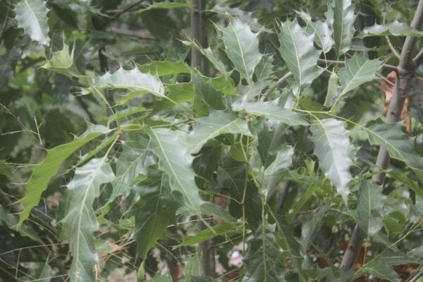 36 Different Types of Oak Trees & Their Identifying Features