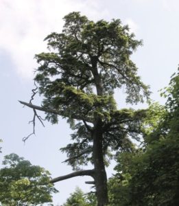 10 Different Types of Hemlock Trees & Identifying Features