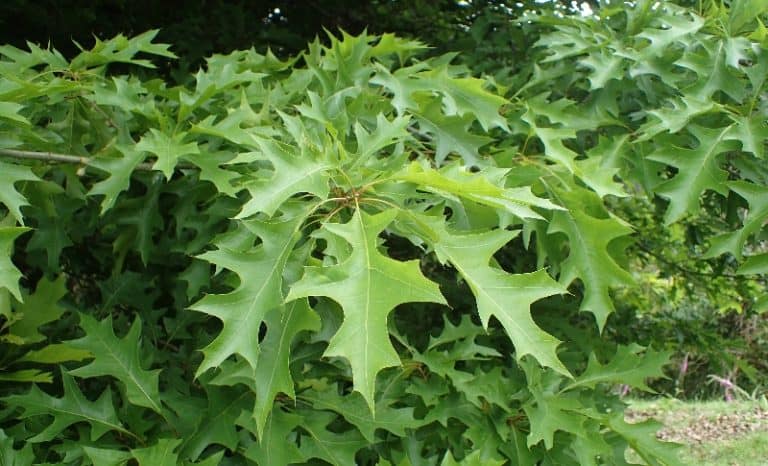 36 Different Types of Oak Trees & Their Identifying Features